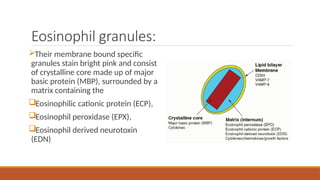 APPROACH TO HYPEREOSINOPHILIAbgffftyygfddggygtdf | PPT