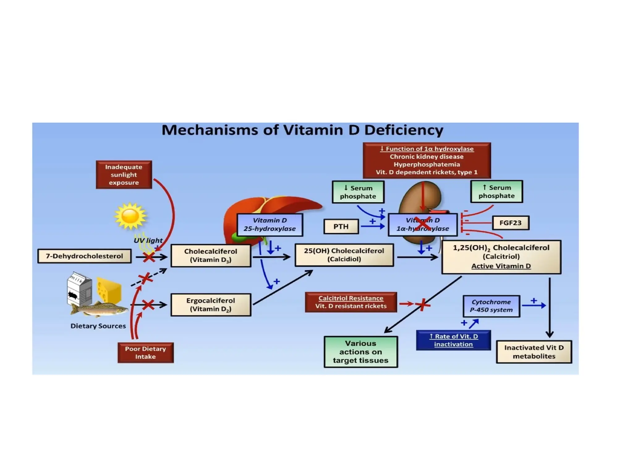 approach to hypocalcemia, causes, investigation, pathophysiology ...