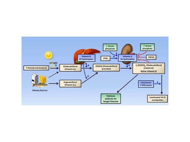 approach to hypocalcemia, causes, investigation, pathophysiology ...