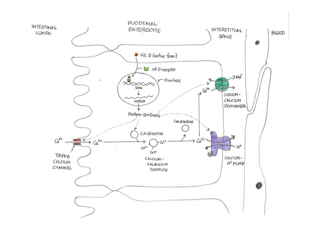 Approach To Hypocalcemia Causes Investigation Pathophysiology Management Ppt