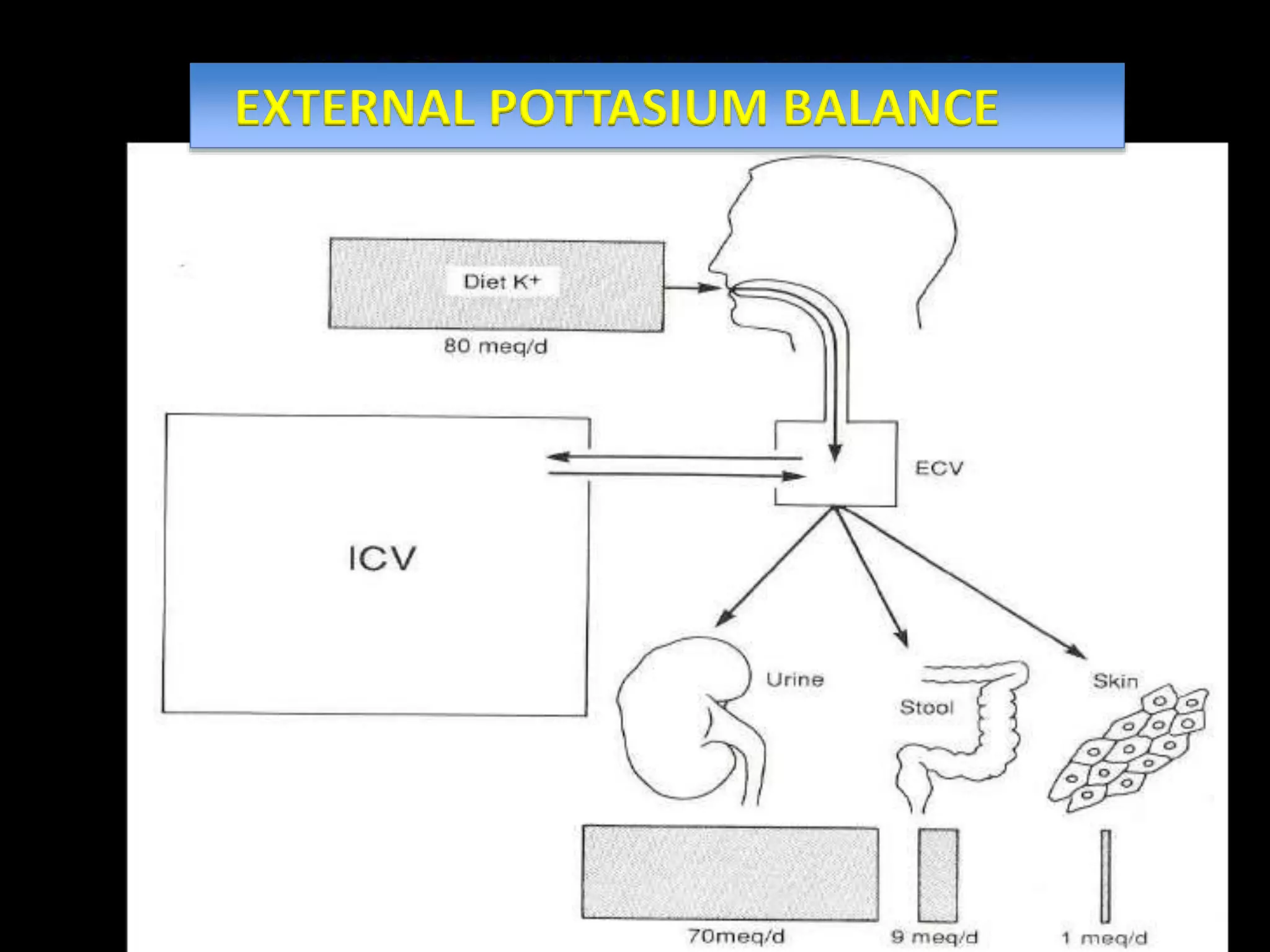 APPROACH TO A PATIENT WITH HYPOKALEMIA - Dr Shaz Pamangadan MD | PPT