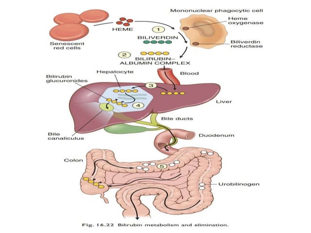 Approach to jaundice.pptx | Blood Disorders | Diseases and Conditions