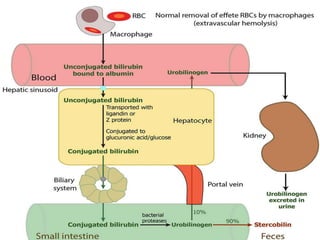 APPROACH TO JAUNDICE IN EMERGENCY MEDICINE New.pptx GEETHA.pptx