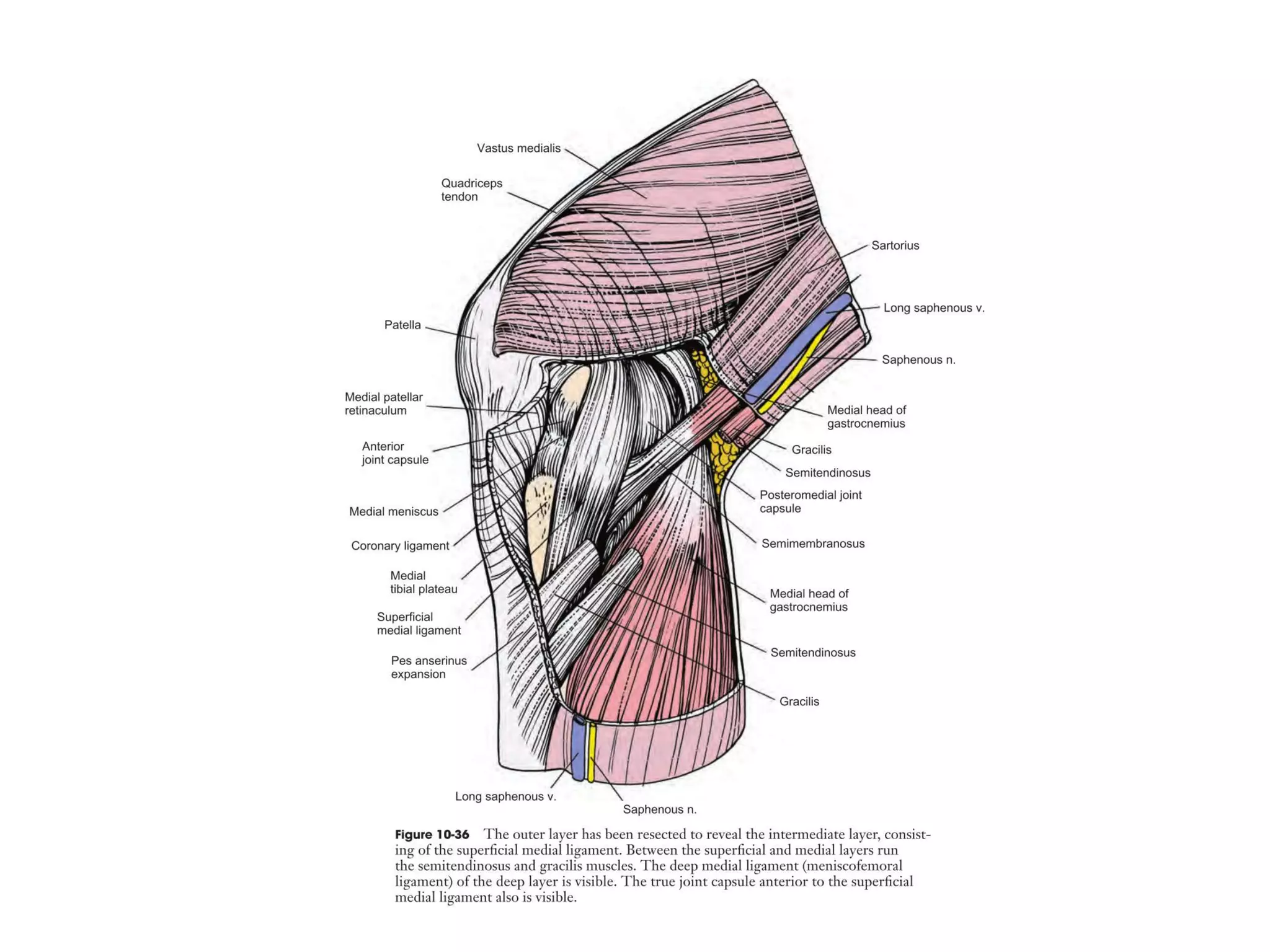 Surgical Approach to Knee | PPTX