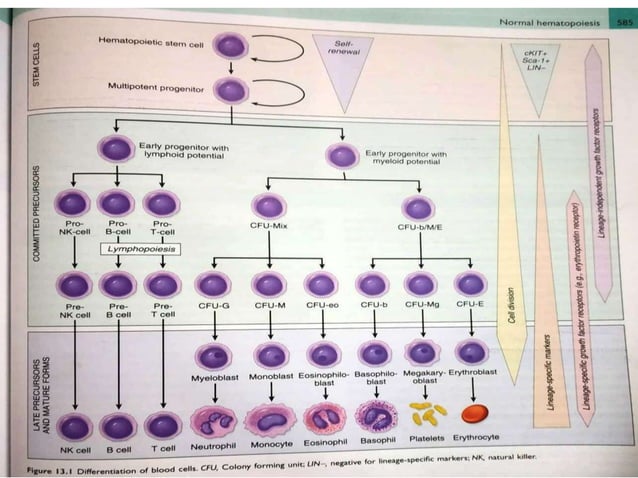 Approach to lymphoma | PPTX | Blood Disorders | Diseases and Conditions