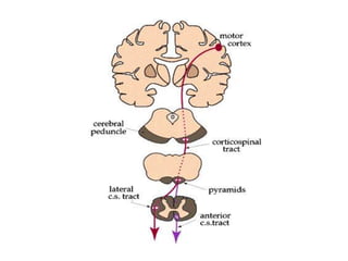 Approach to motor weakness | PPT