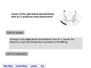 Approach to myelopathy | PPTX | Brain and Nervous System Disorders ...