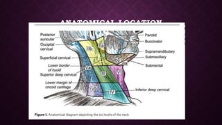 Approach to neck mass in adults | PPTX