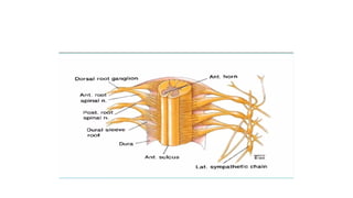 Approach to Neuropathy anatomy, detailed.pptx