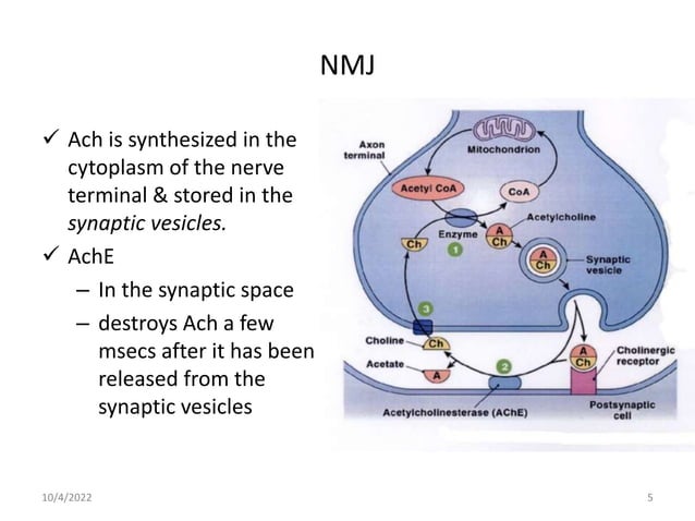 Approach to NMJ disorders.pptx