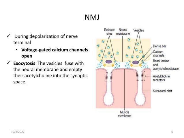 Approach to NMJ disorders.pptx