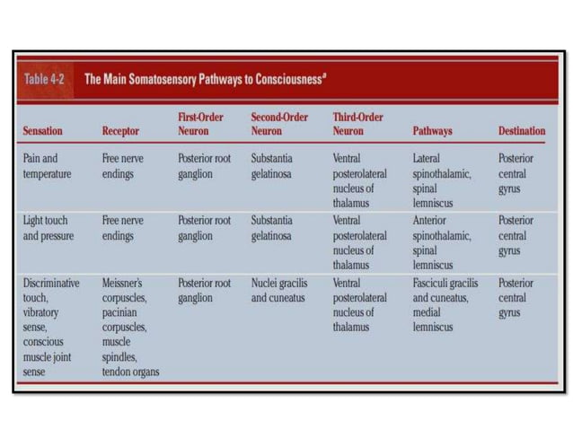Approach to Paraperesis | PPTX