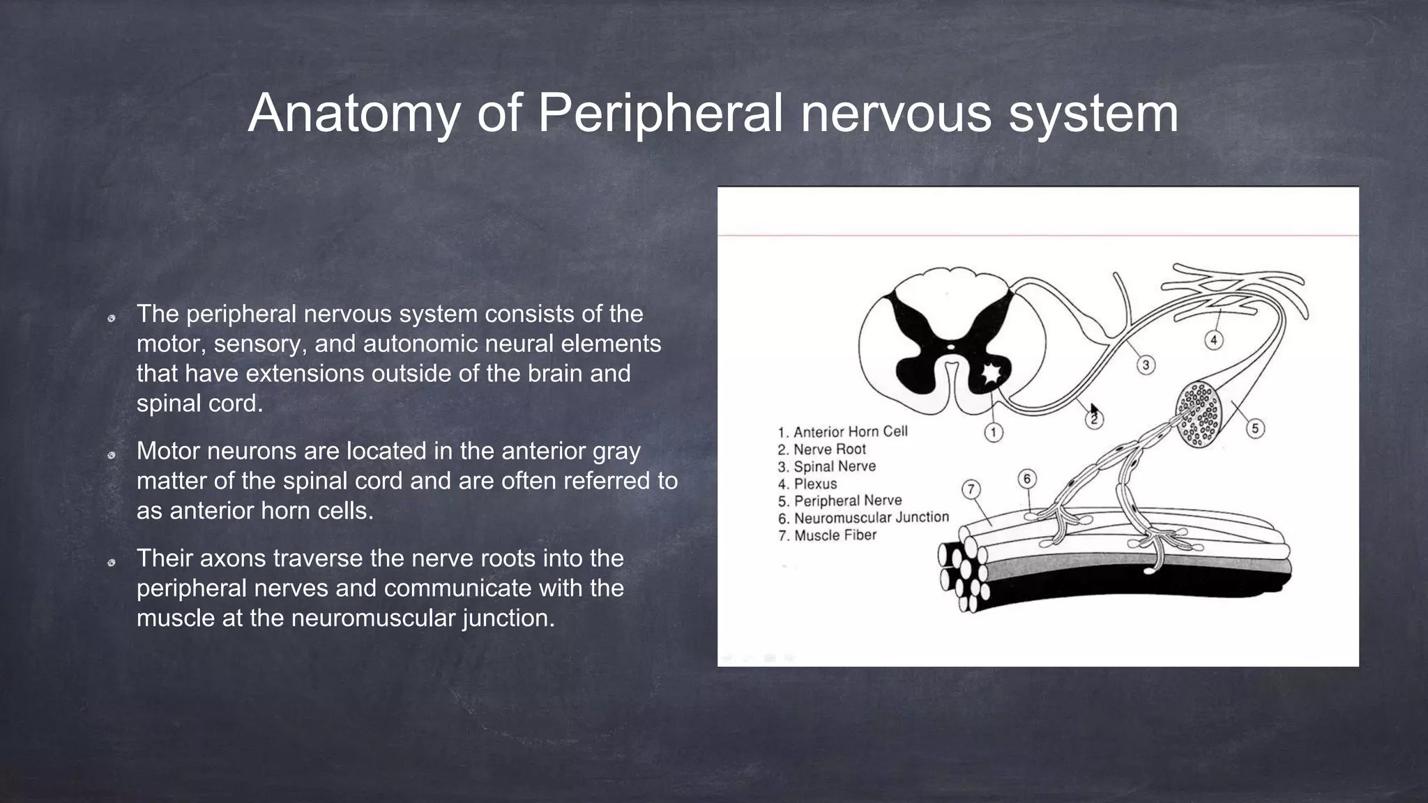Approach to patient with peripheral neuropathy | PPTX