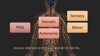 Comprehensive approach to peripheral nerves disorders | PPTX
