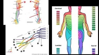 Comprehensive approach to peripheral nerves disorders | PPTX