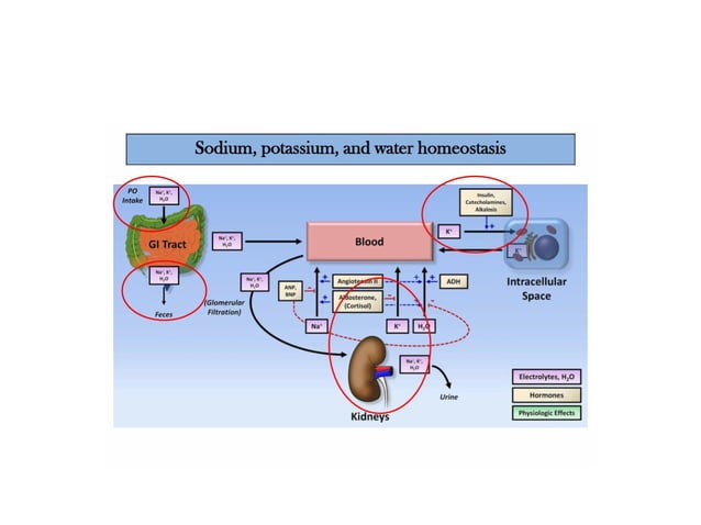 Approach to potassium disorder, causes, investigation, ecg changes ...