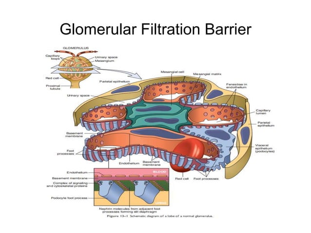 Approach to proteinuria in Children | PPT | Medical Health