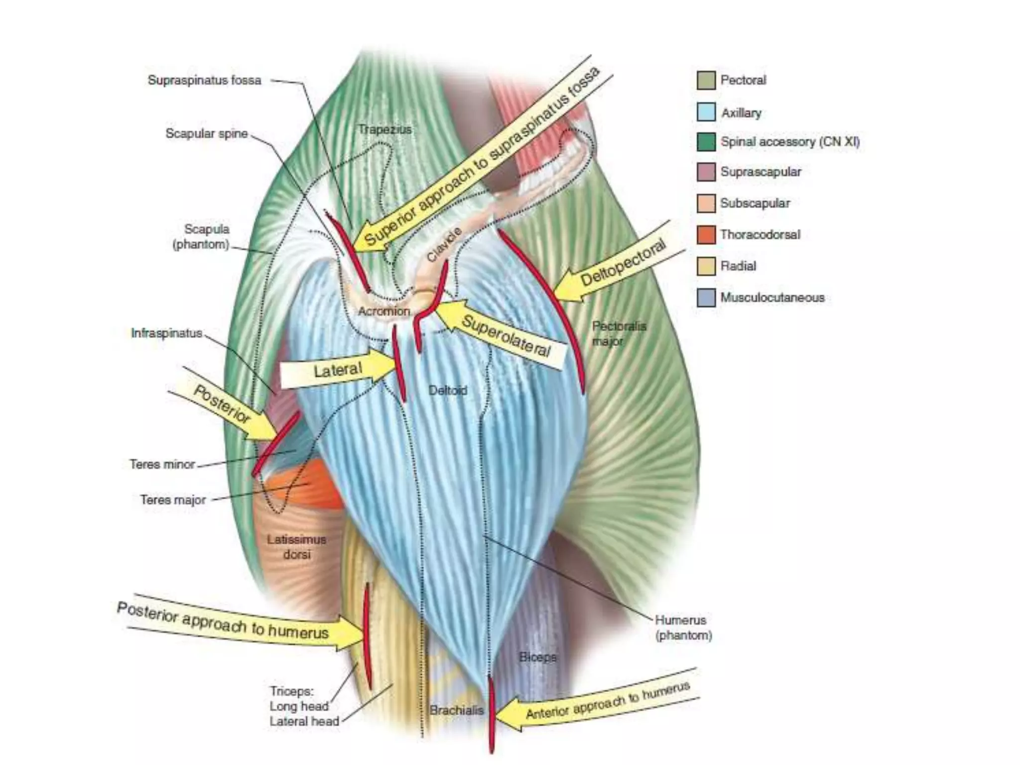 Approach to proximal arm | PPTX