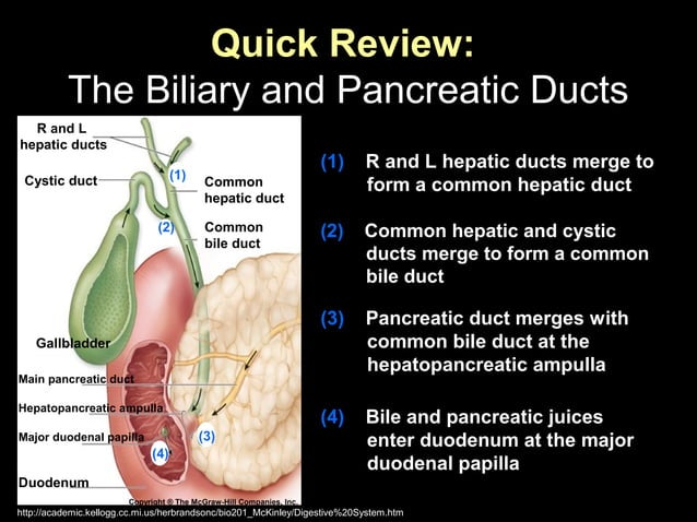 Approach to right upper quadrant pain-lessons from a case