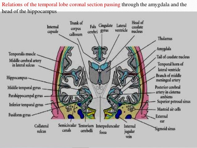 Approach to temporal lobe anatomy,function,epilepsy MRI finding
