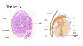 Approach to Testicular Biopsy.........pptx