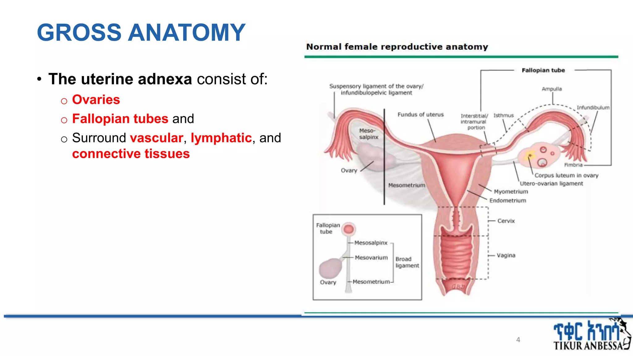 Approach to the patient with an adnexal mass.pptx