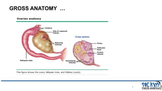 Approach to the patient with an adnexal mass.pptx