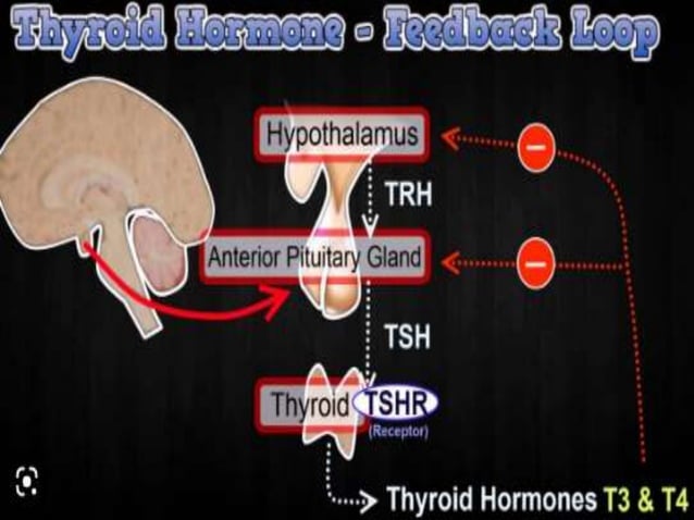 Approach to thyroid disorders hypothyroid hyperthyroid | PPT