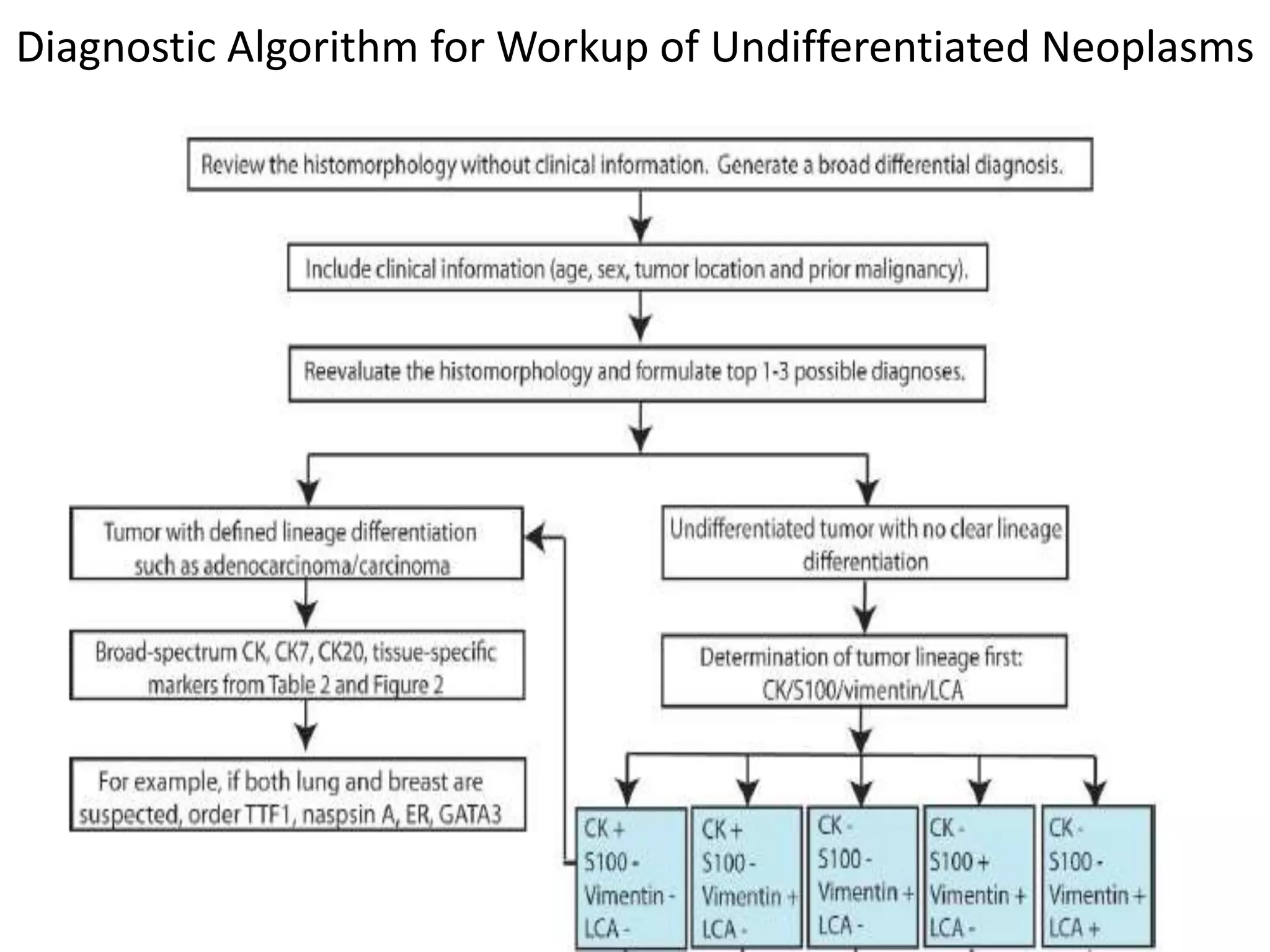 Approach to undifferentiated tumors | PPTX