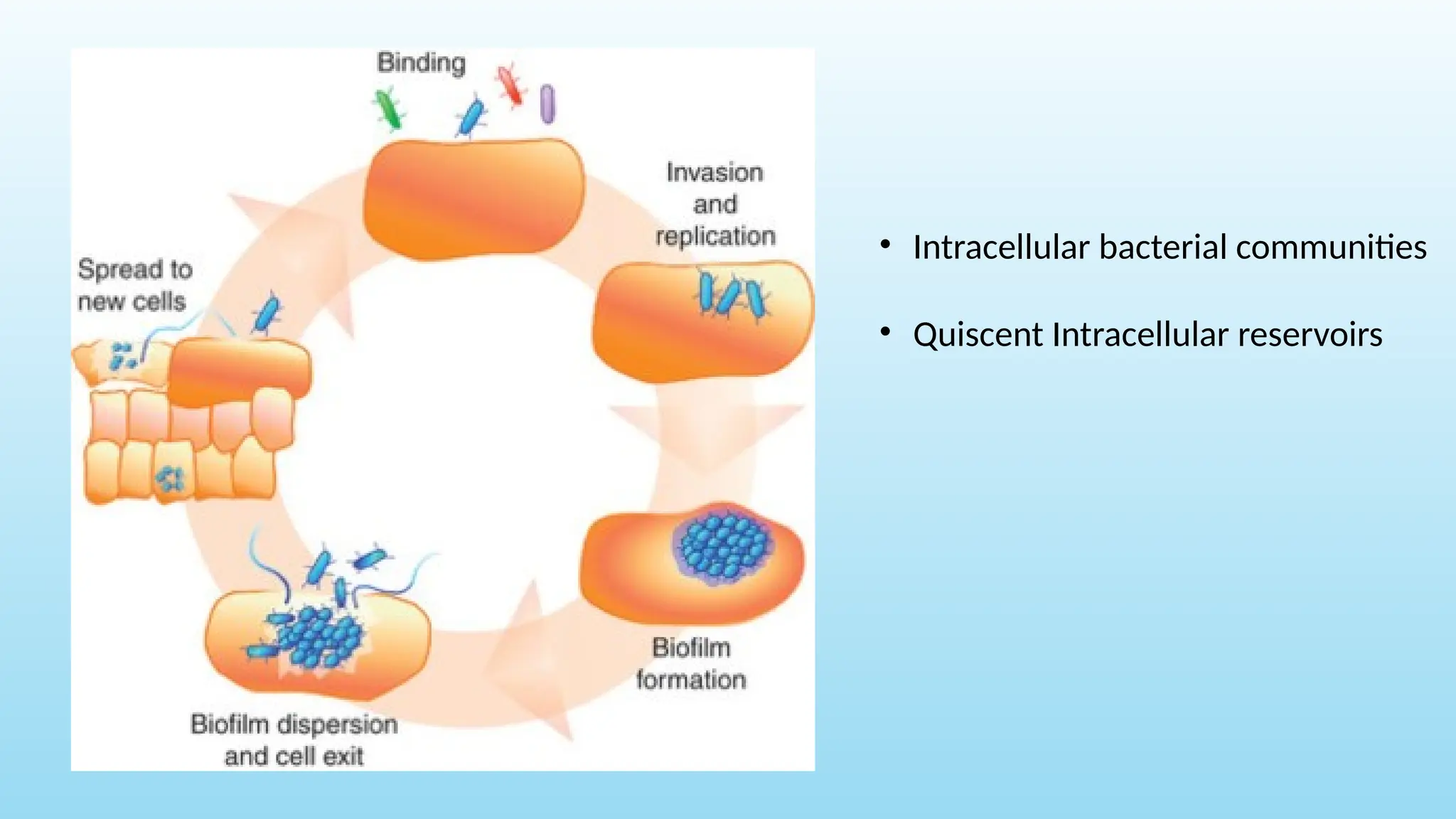 Approach to Urinary tract infections.pptx