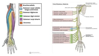 Approach to a Patient with Wrist Drop.pptx