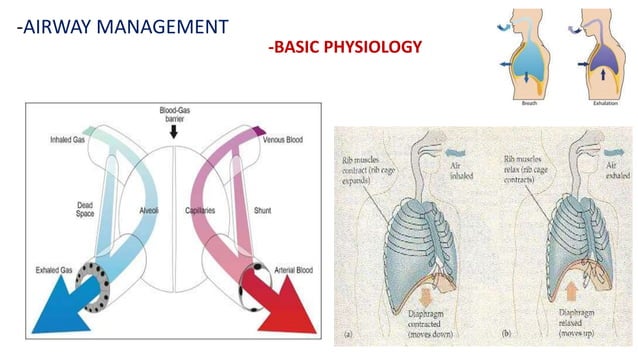 Appropriate airway equipment and techniques. | PPT
