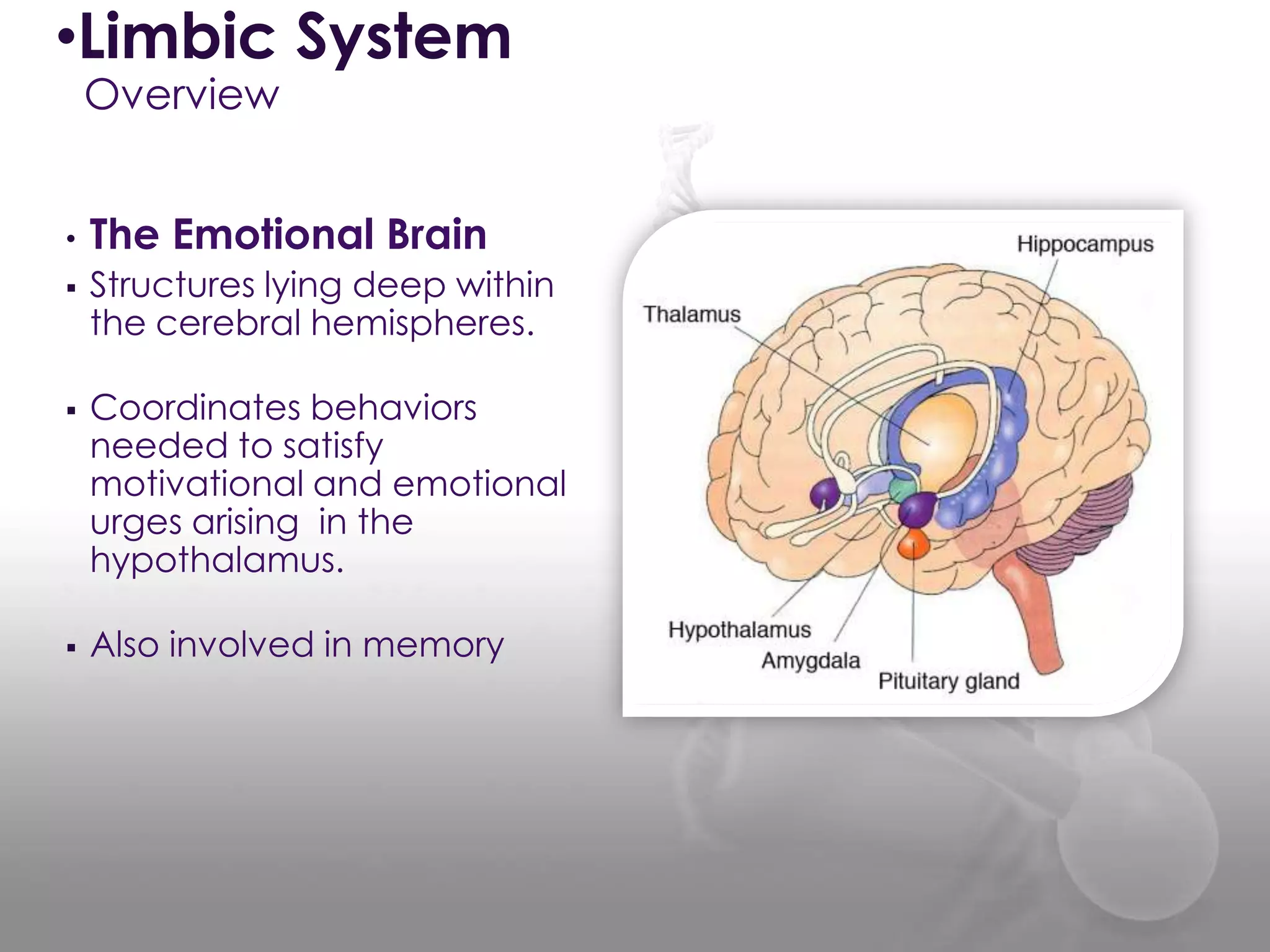 Ap psych limbic | PPT