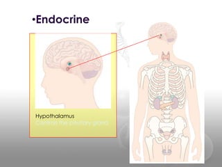 Ap psych limbic | PPTX | Endocrine and Metabolic Diseases | Diseases ...