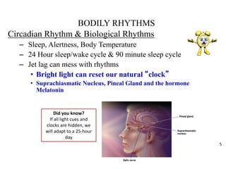 Sleep AP Psych | PPTX