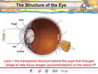 Ap Psych Vision Part 1 | PPTX