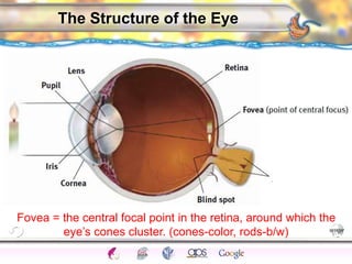 Ap Psych Vision Part 1 | PPTX