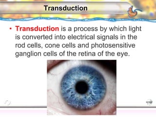 Transduction Psychology Eye