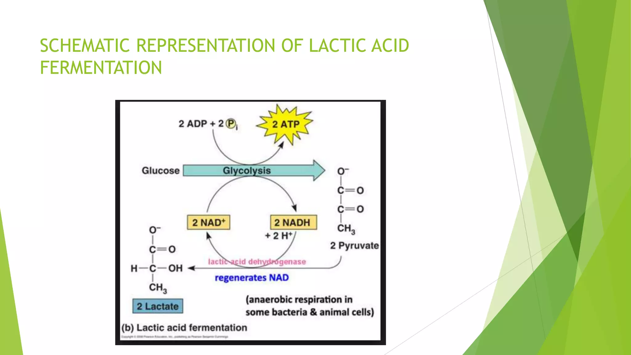 A ppt on Anaerobic respiration by shubham mishra | PPTX