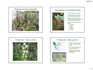Perfect Perennials - Notes | PDF