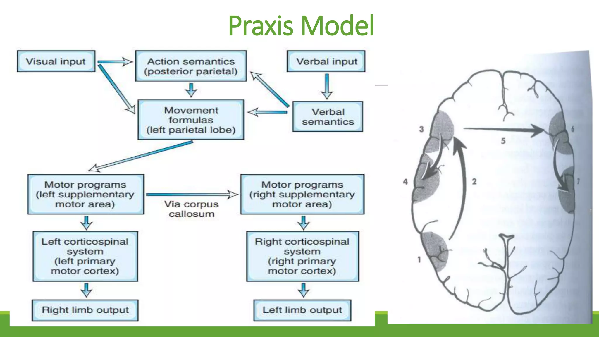 Apraxia examination and evaluation | PPTX