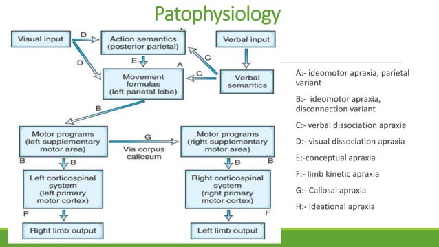 Apraxia examination and evaluation | PPTX | Physical Therapy | Wellness