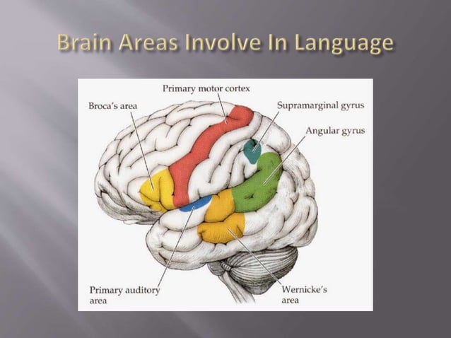 Apraxia, aphasia assessment and their management | PPTX