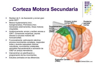 Apraxias | PPT