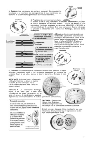 Aprende en casa mitosis y-meiosis | DOC