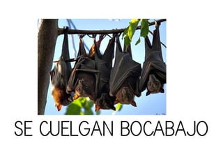 APRENDEMOS SOBRE LOS MURCIÉLAGOS.pdf
