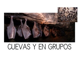 APRENDEMOS SOBRE LOS MURCIÉLAGOS.pdf
