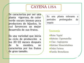 Aprendizaje colaborativo Ananas Camosus | PDF