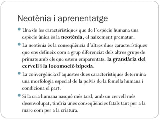 Aprenentatge i cervell | PPT