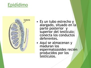 APARATO REPRODUCTOR MASCULINO | PPTX